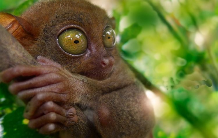 Are humans “animals” or another class of life entirely?